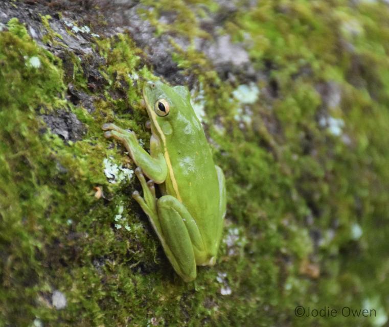 Green Treefrog | NC Wildlife